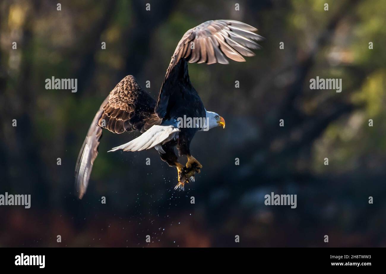 Shallow focus shot of a bald eagle during flight Stock Photo - Alamy