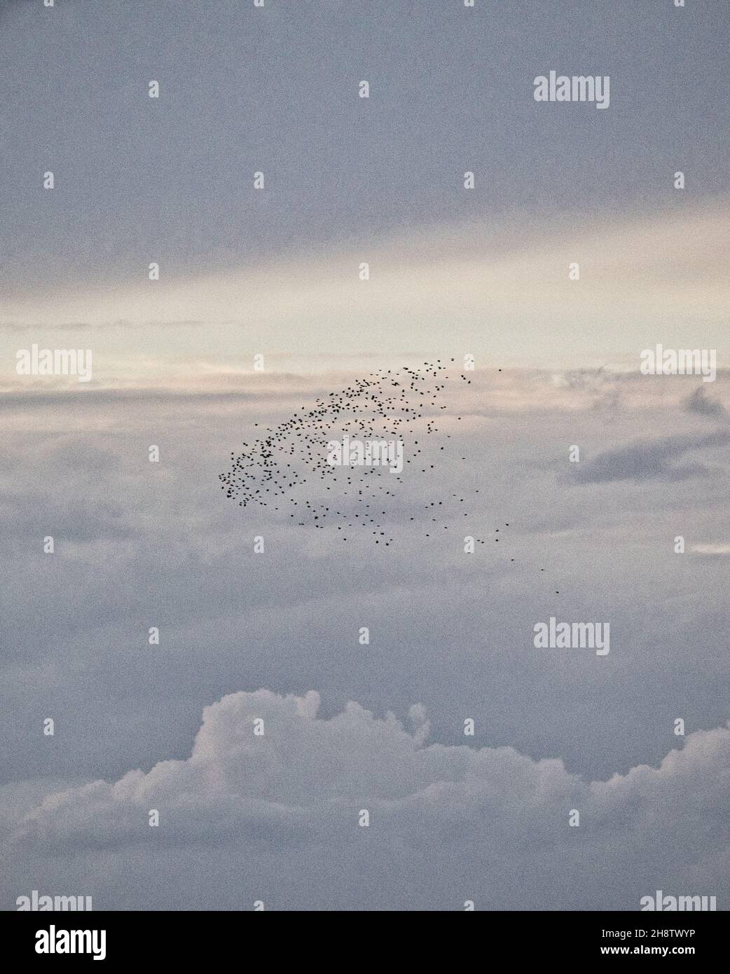 Atmospheric view of the foggy sky and flying birds Stock Photo - Alamy