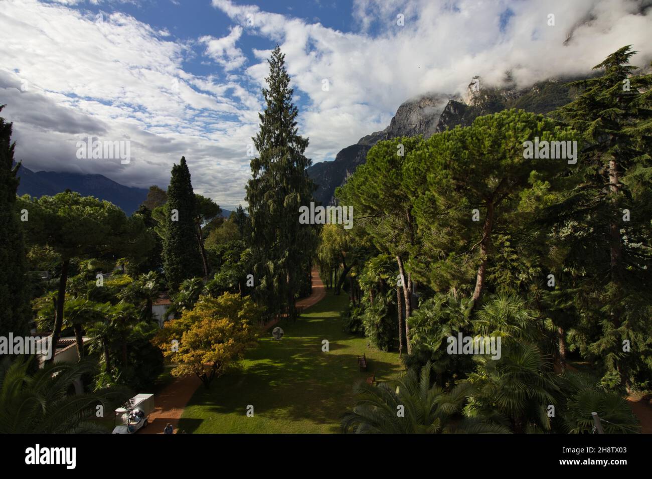 Amazing landscape from the dense forest with beautiful high trees Stock ...