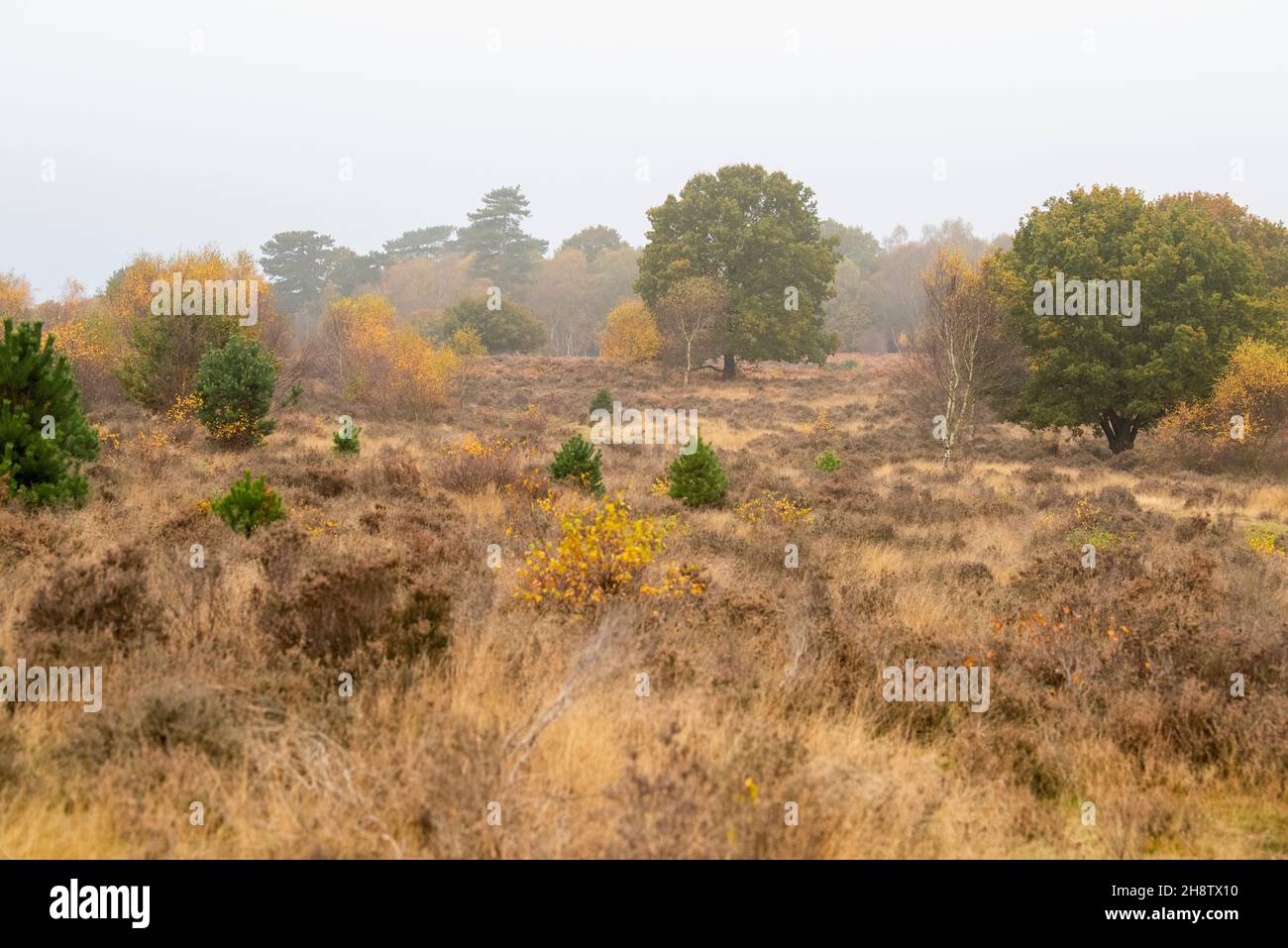 Budby south forest hi-res stock photography and images - Alamy