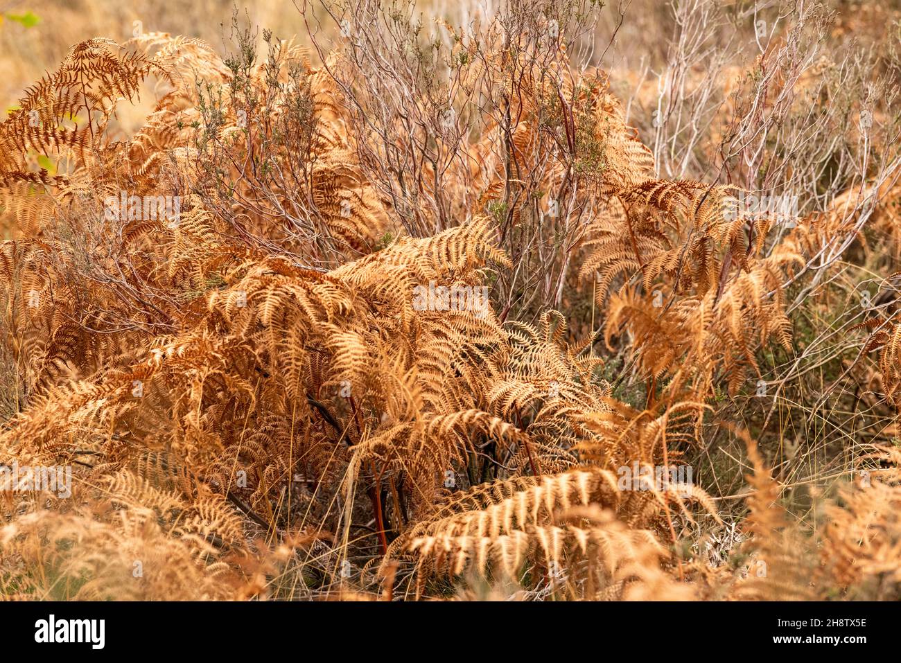 Budby south forest hi-res stock photography and images - Alamy