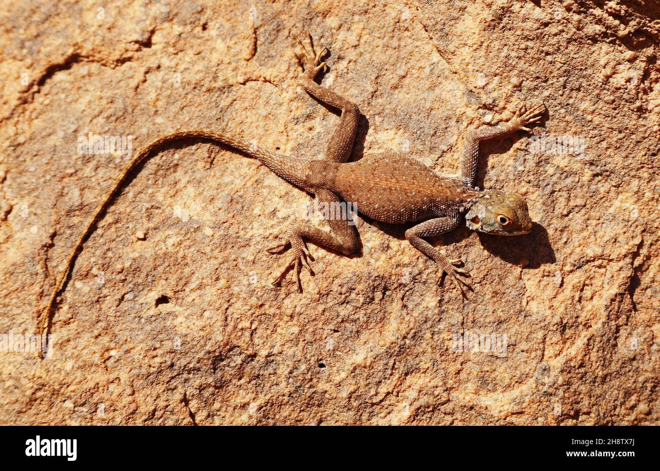 Sahara Desert Lizards Rare Desert Lizard Spotted In Saudi Arabia's