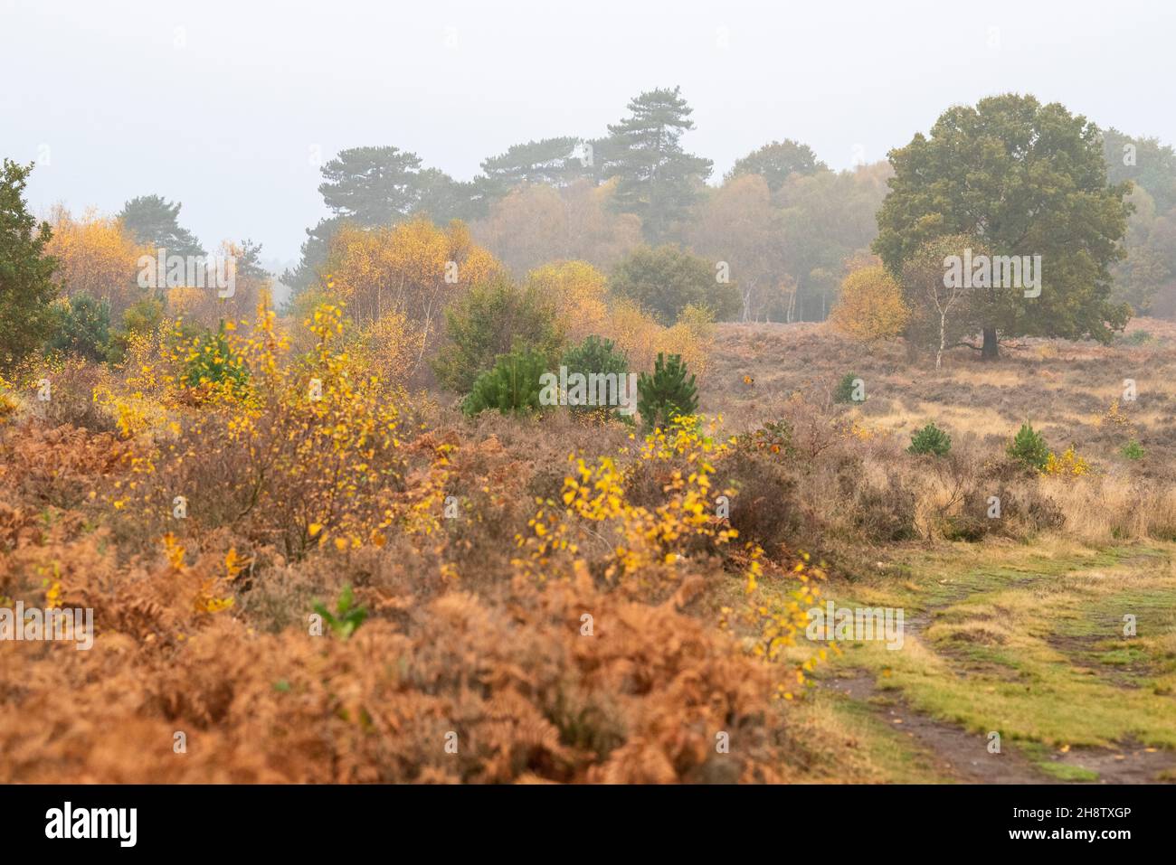 Budby south forest hi-res stock photography and images - Alamy