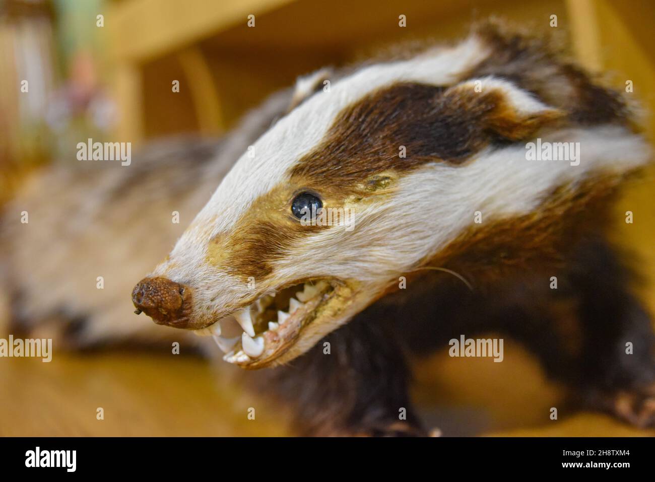 Sherwood Forest, UK - 17 Nov, 2021: Close up of a stuffed Badger at a ...