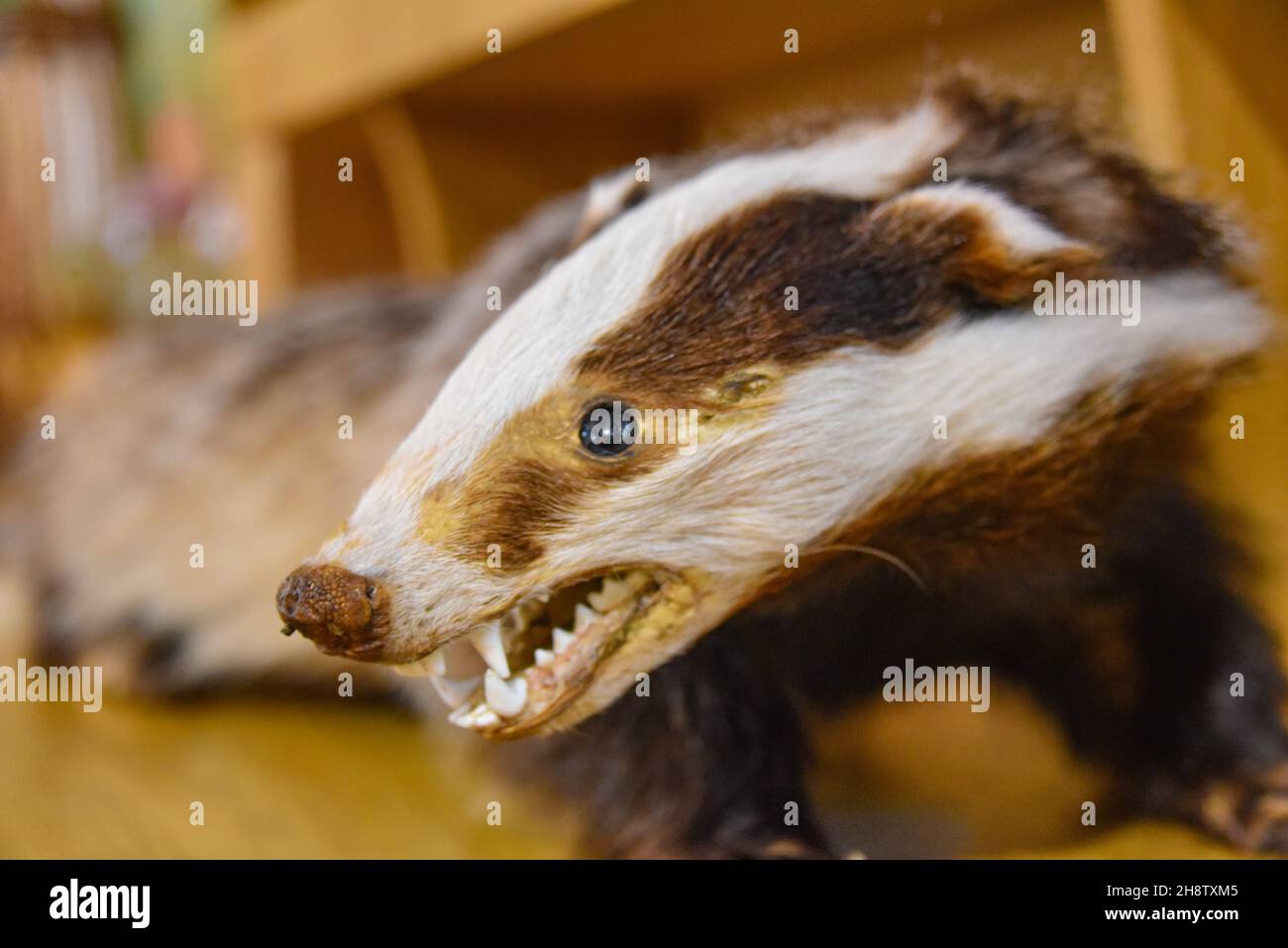 Sherwood Forest, UK - 17 Nov, 2021: Close up of a stuffed Badger at a ...