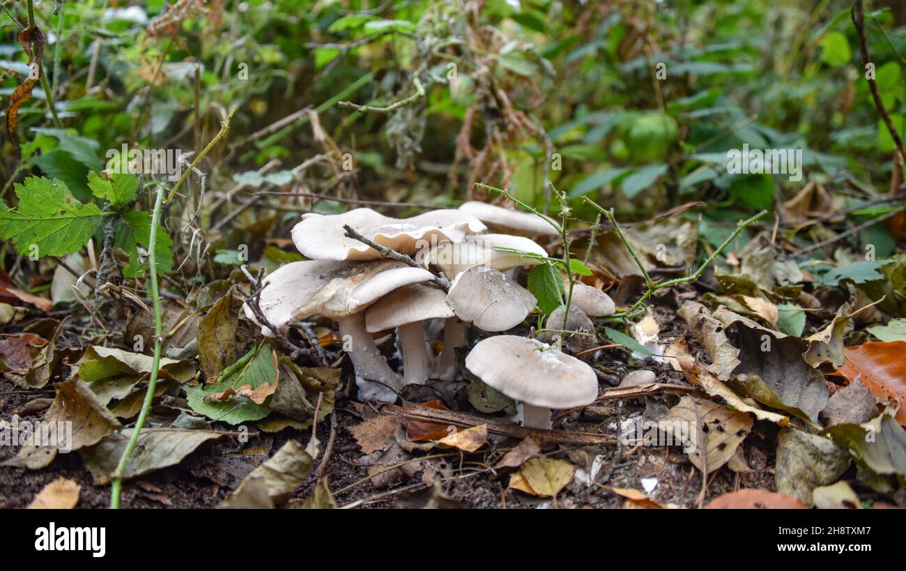 British mushrooms hi-res stock photography and images - Alamy