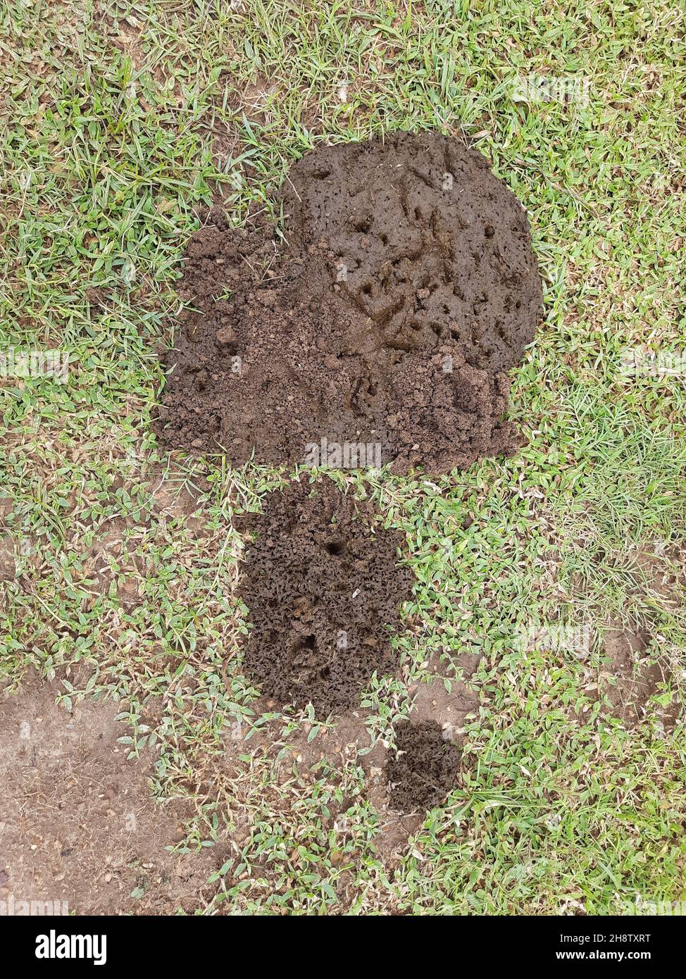 Small pieces of cow dung on the grass Stock Photo - Alamy