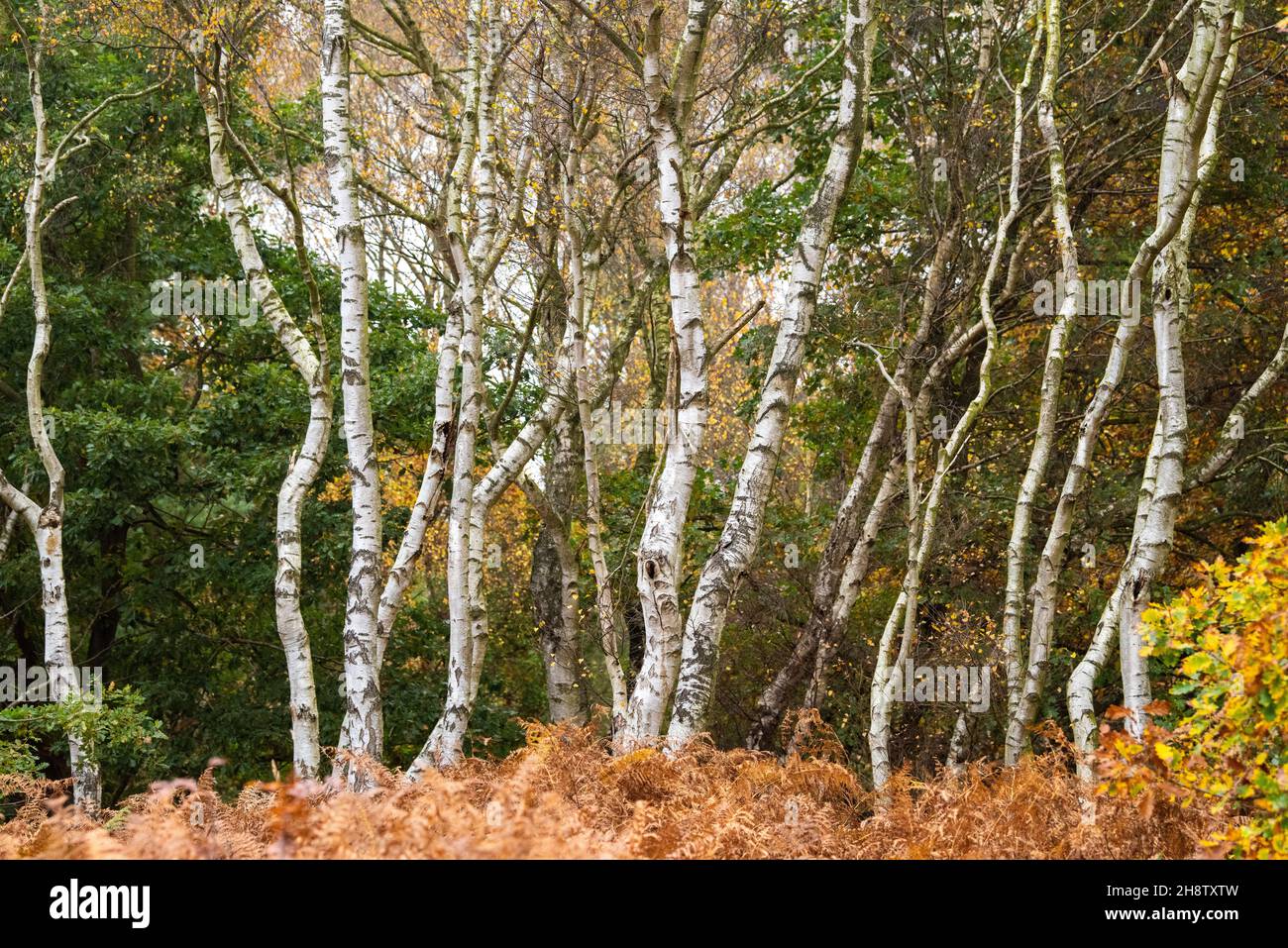Budby south forest hi-res stock photography and images - Alamy