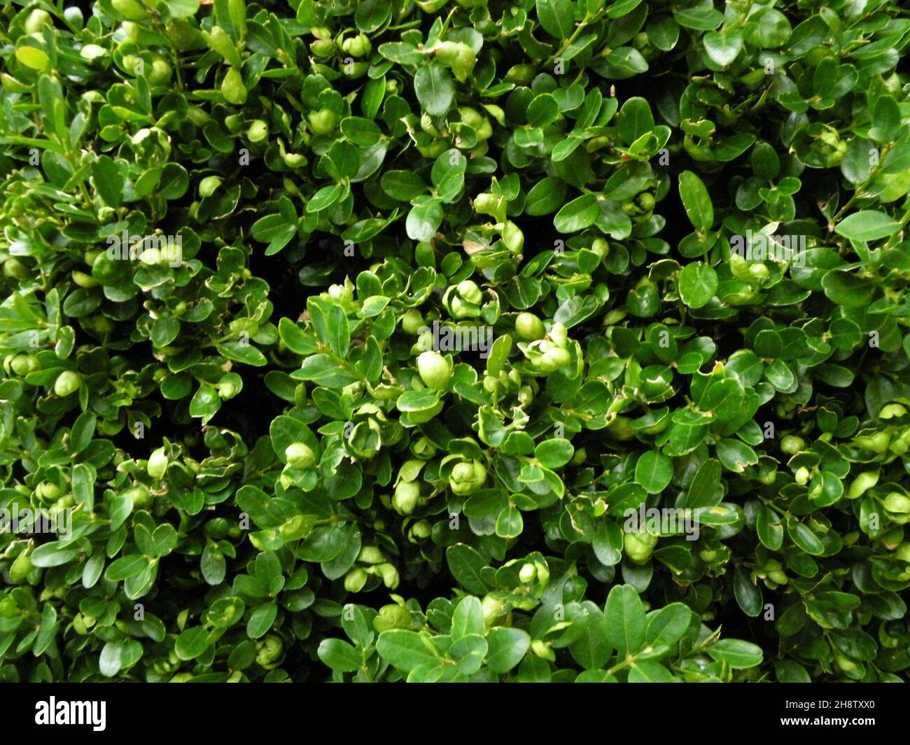 Front view of a bush in nature Stock Photo - Alamy