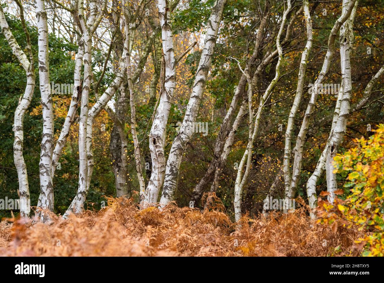 Budby south forest hi-res stock photography and images - Alamy