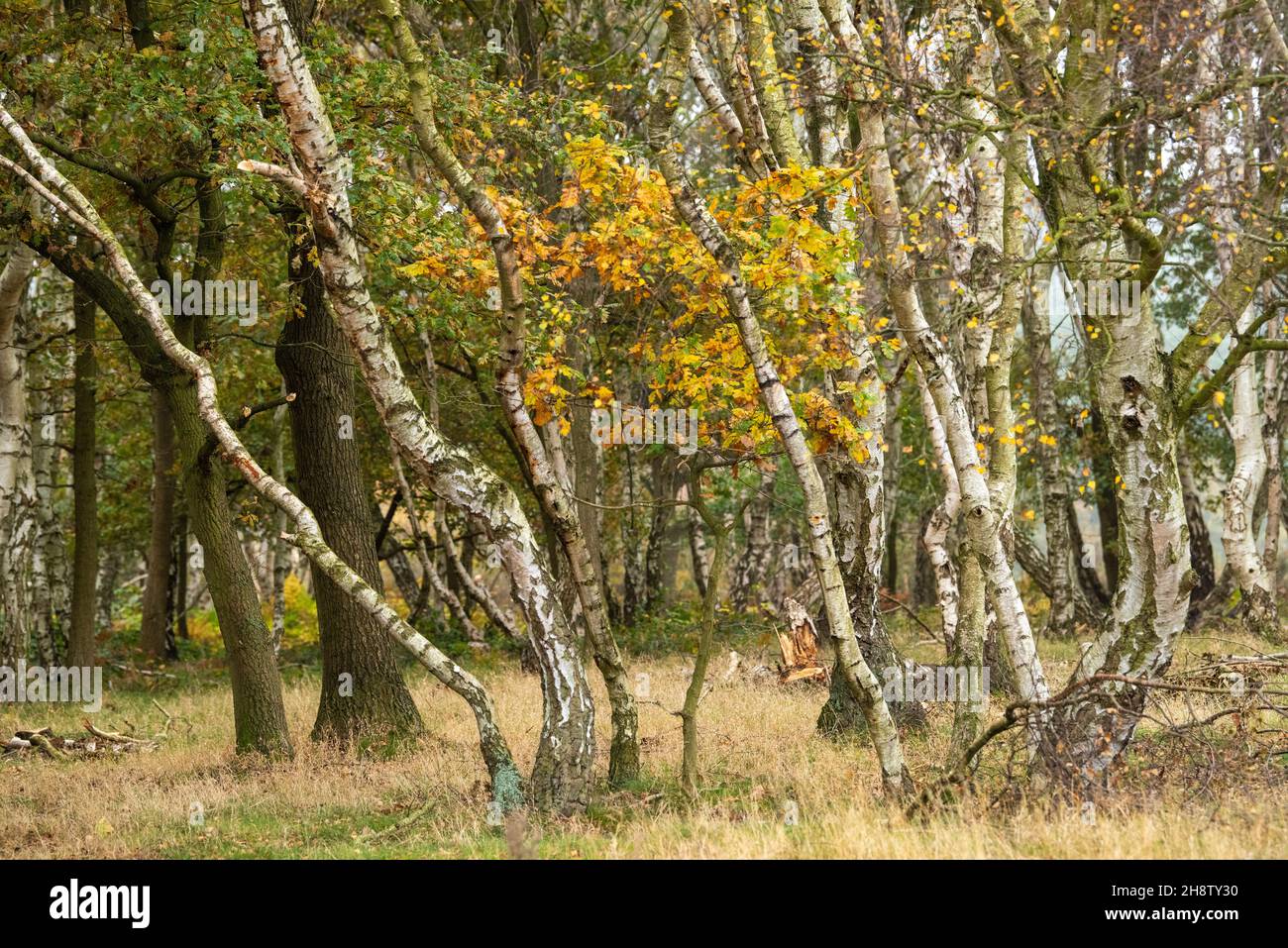 Budby south forest hi-res stock photography and images - Alamy