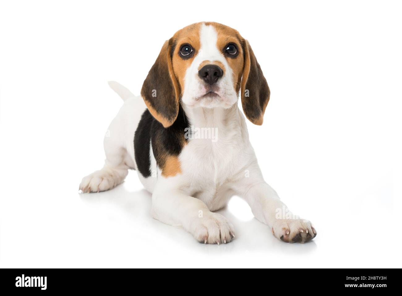 Beagle puppy isolated on white background Stock Photo - Alamy