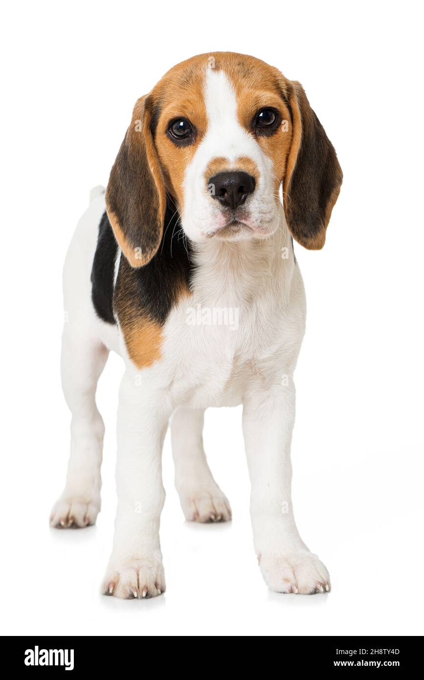 Beagle puppy isolated on white background Stock Photo - Alamy
