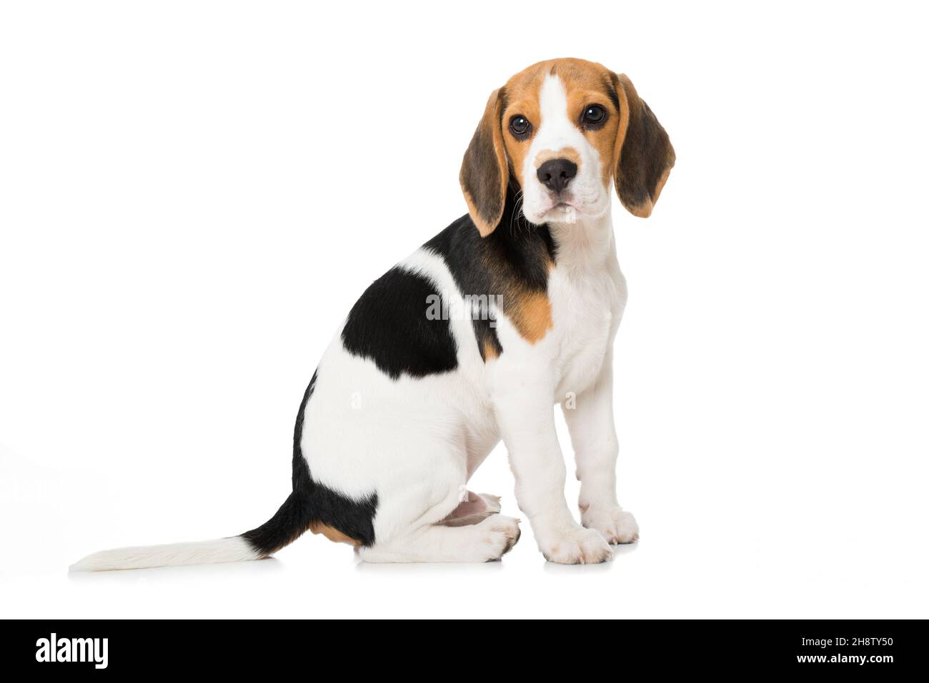 Beagle puppy isolated on white background Stock Photo - Alamy