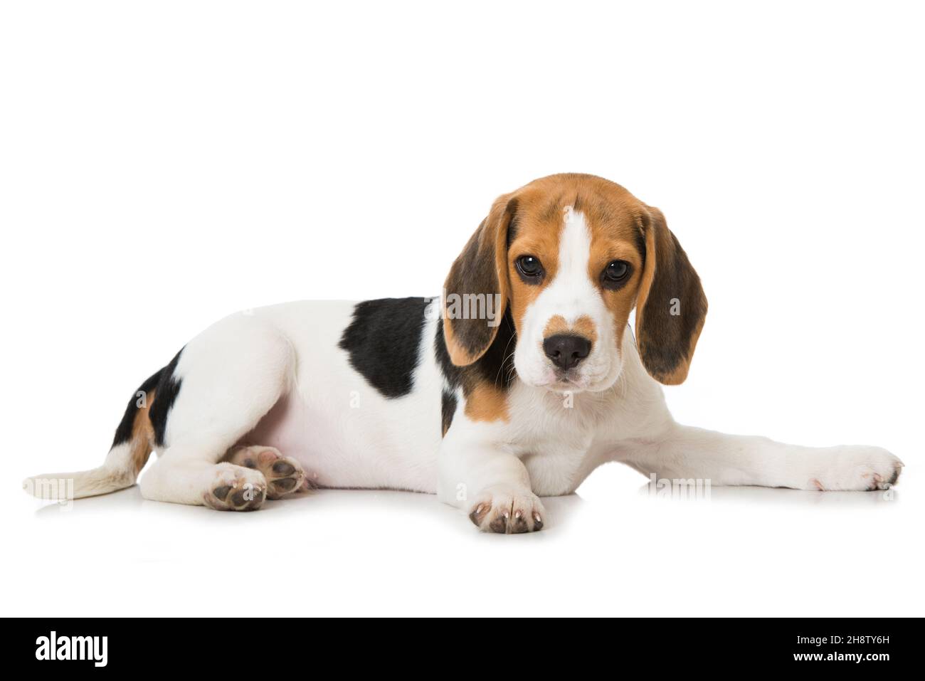 Beagle puppy isolated on white background Stock Photo - Alamy