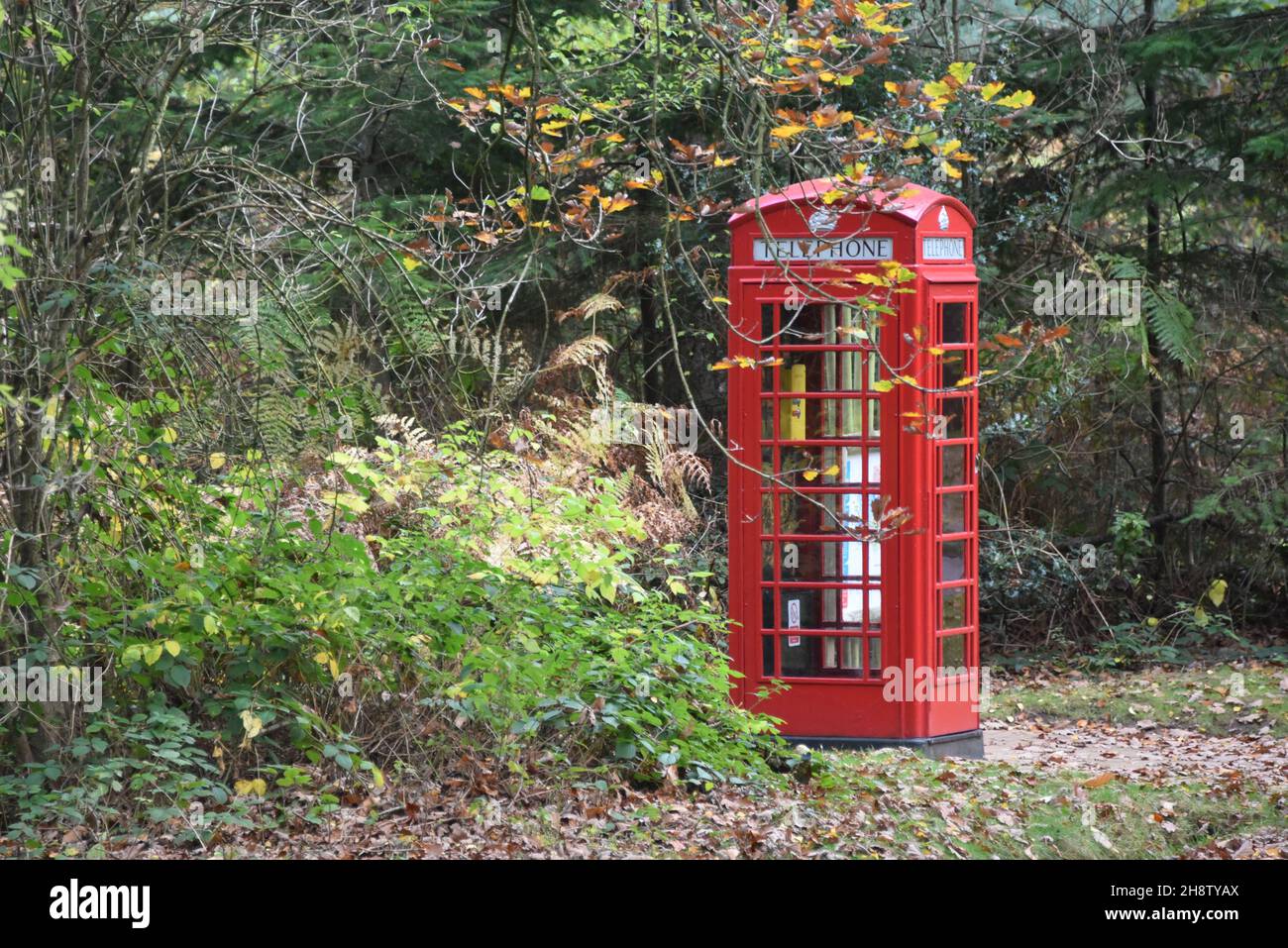 Sherwood Forest, UK - 17 Nov, 2021: Traditional British Red Public ...