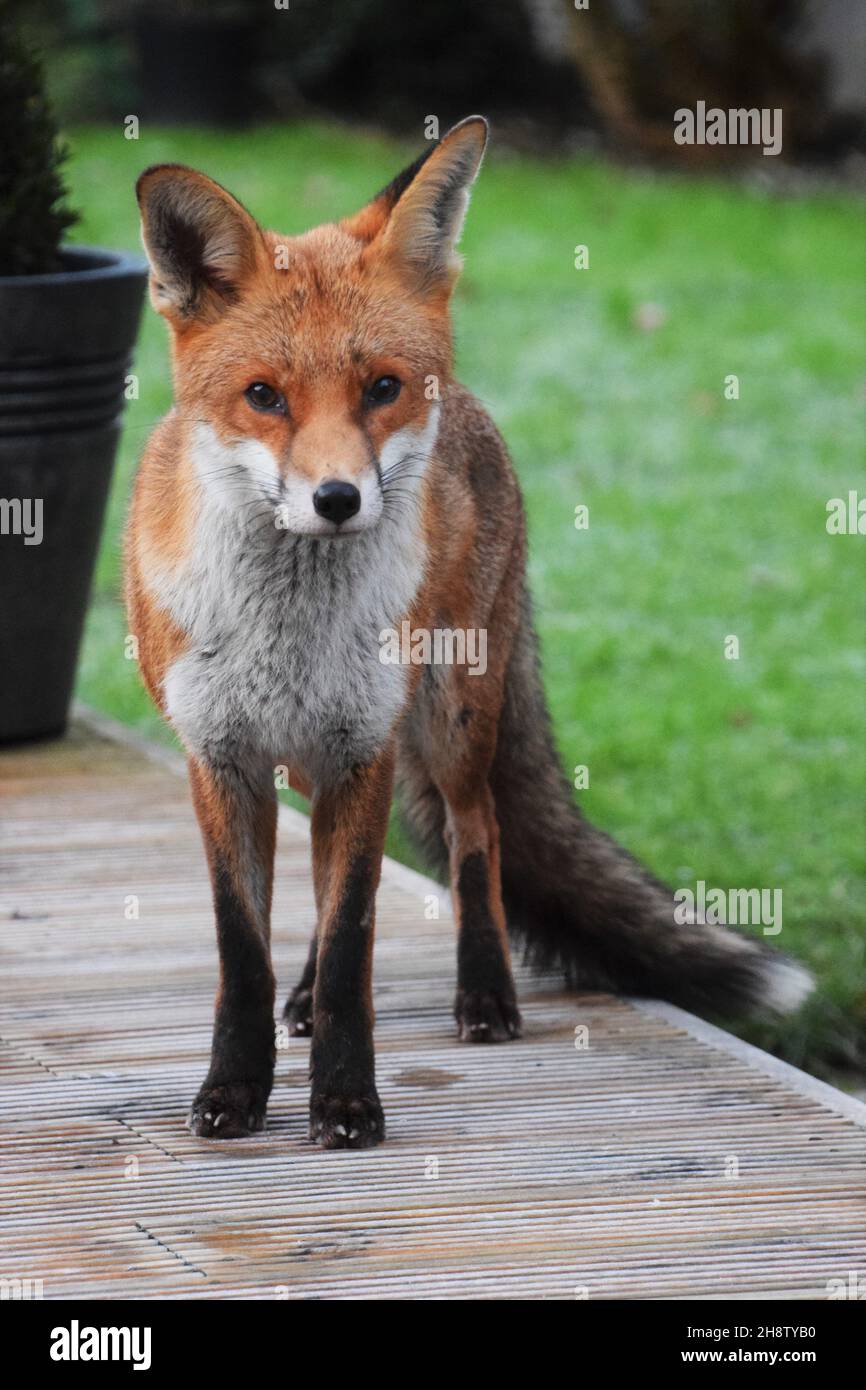 Visit from Mr Max Stock Photo - Alamy
