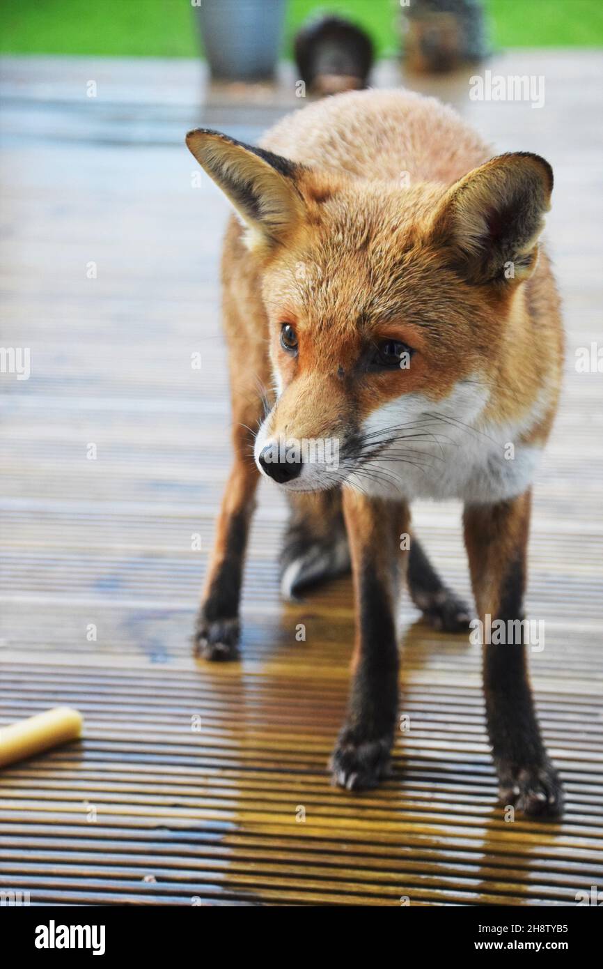 Curious Mr Max Stock Photo - Alamy