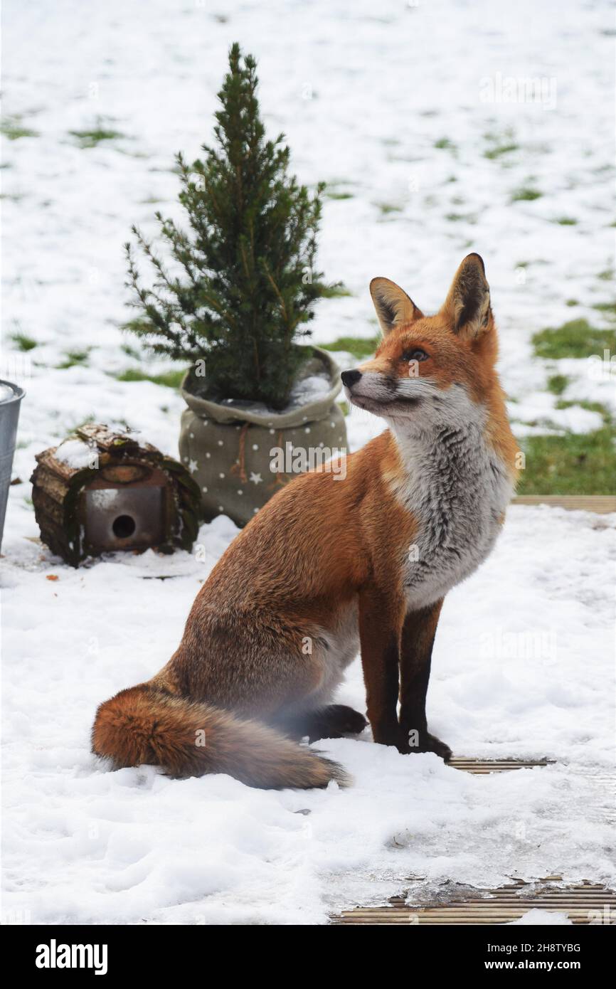 Foxes sitting hi-res stock photography and images - Alamy