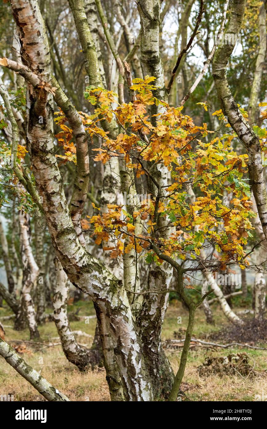 Budby south forest hi-res stock photography and images - Alamy