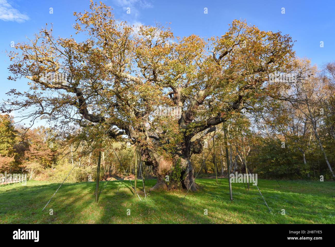 Sherwood Forest, UK - 20 Nov, 2021: Major Oak, an extremely large and ...