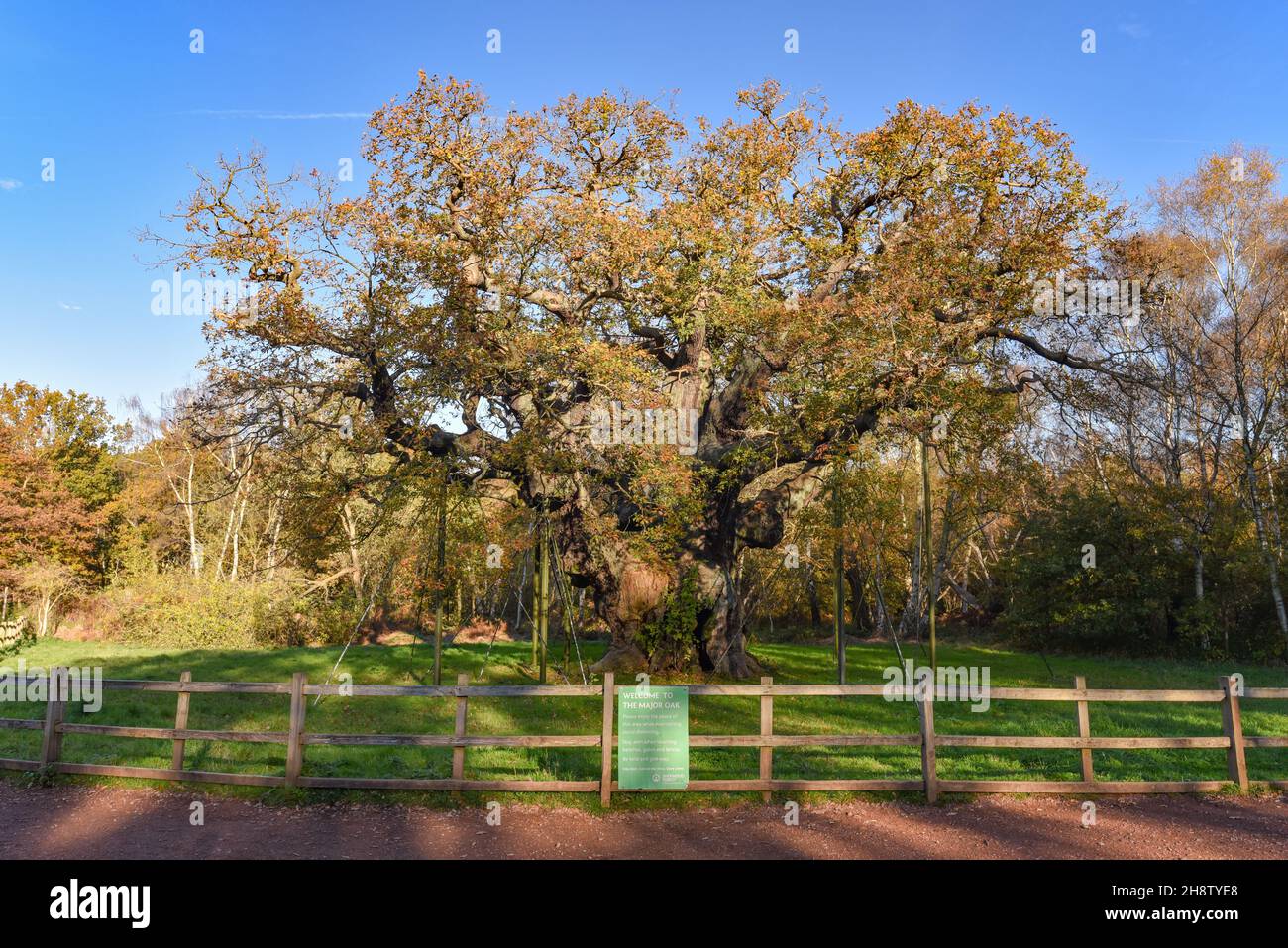 Sherwood Forest, UK - 20 Nov, 2021: Major Oak, an extremely large and ...