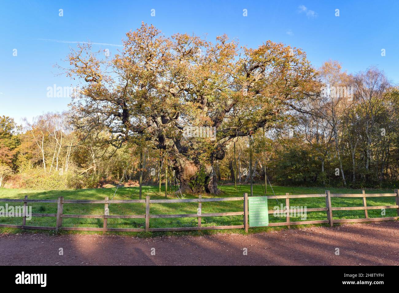 Sherwood Forest, UK - 20 Nov, 2021: Major Oak, an extremely large and ...