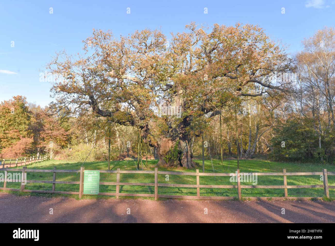 Sherwood Forest, UK - 20 Nov, 2021: Major Oak, an extremely large and ...