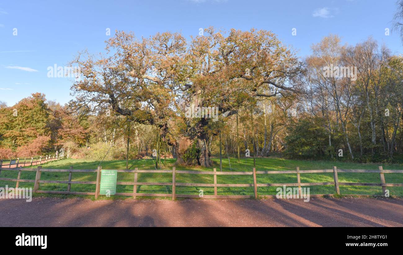 Sherwood Forest, UK - 20 Nov, 2021: Major Oak, an extremely large and ...