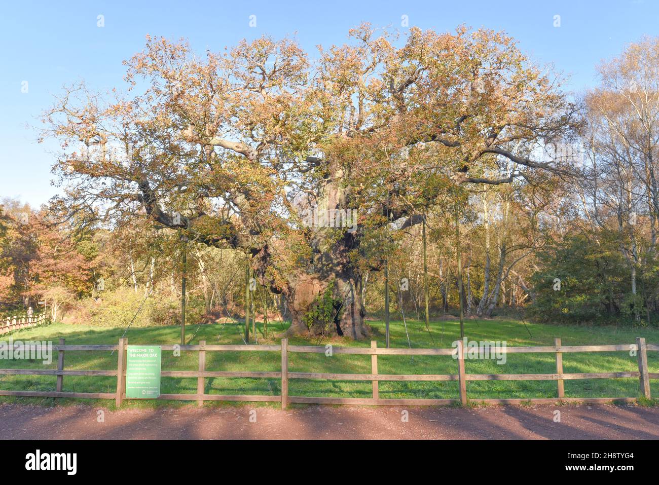 Sherwood Forest, UK - 20 Nov, 2021: Major Oak, an extremely large and ...