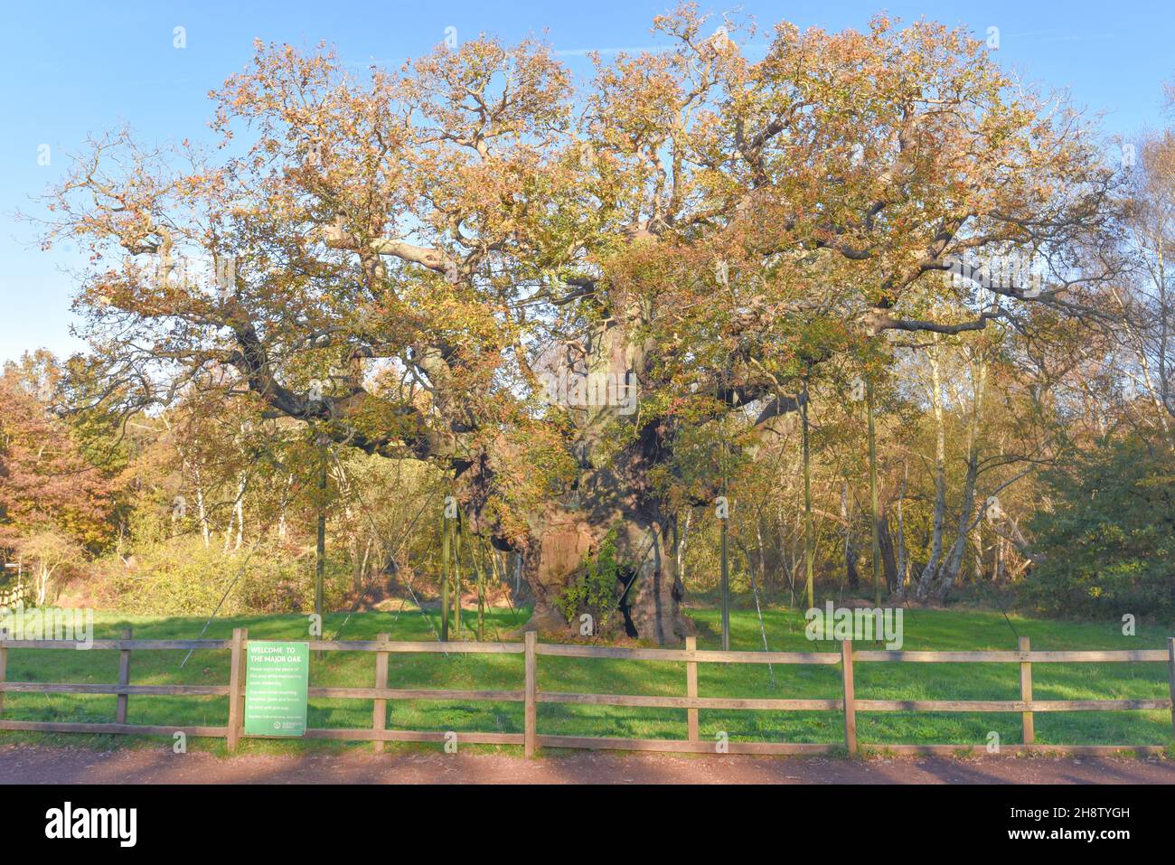 Sherwood Forest, UK - 20 Nov, 2021: Major Oak, an extremely large and ...