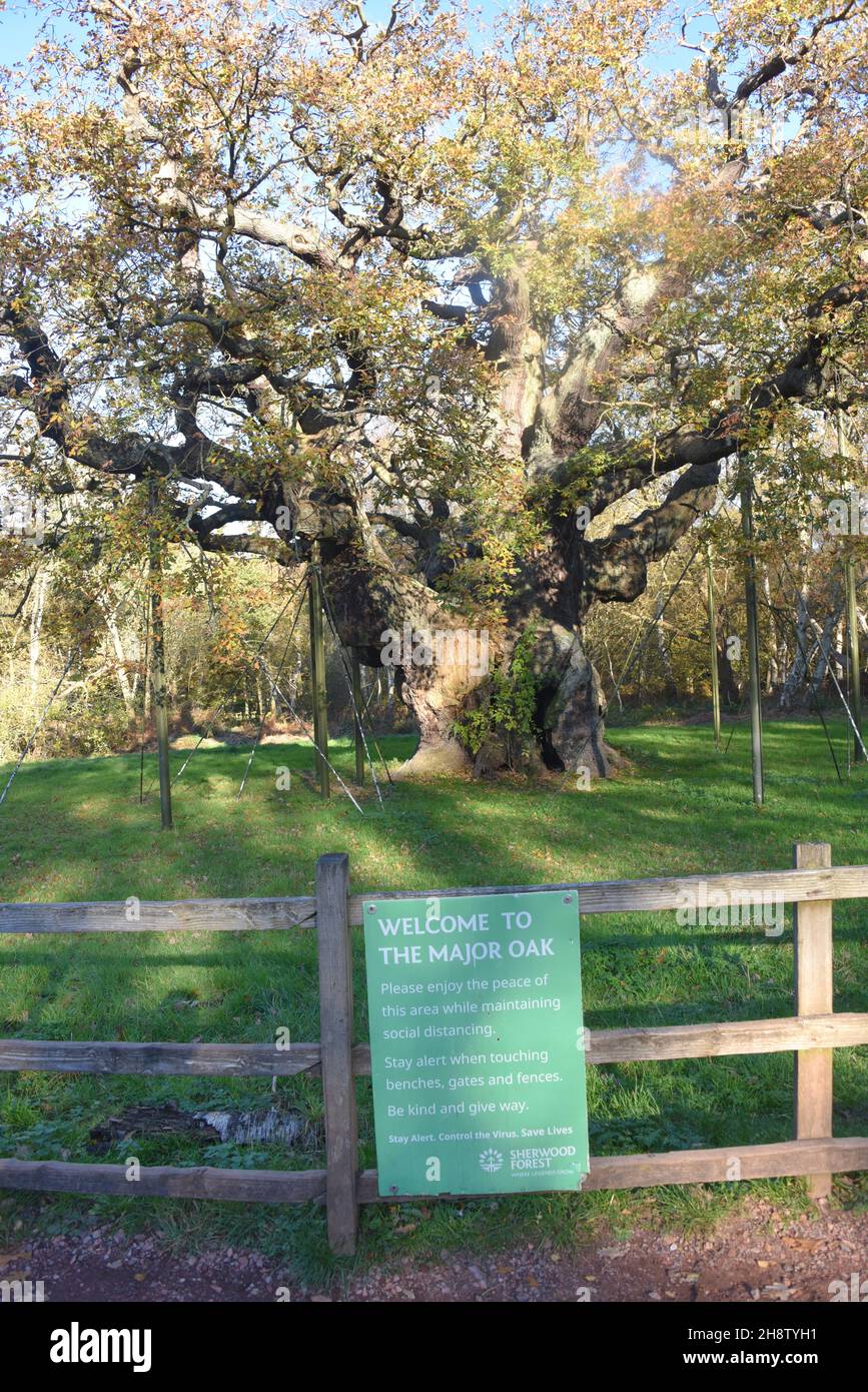 Sherwood Forest, UK - 20 Nov, 2021: Major Oak, an extremely large and ...