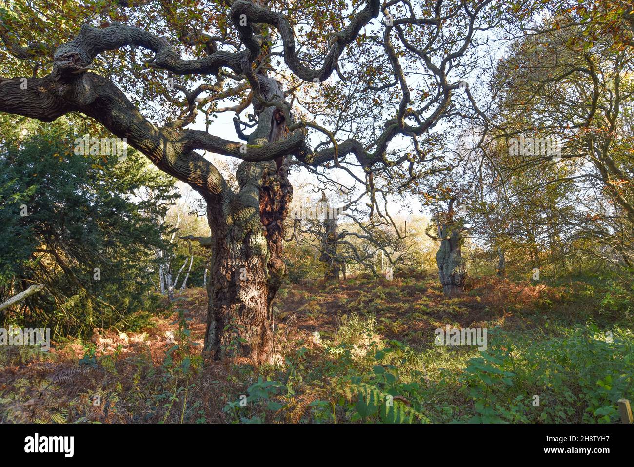 Sherwood Forest, UK - 20 Nov, 2021: Major Oak, an extremely large and ...