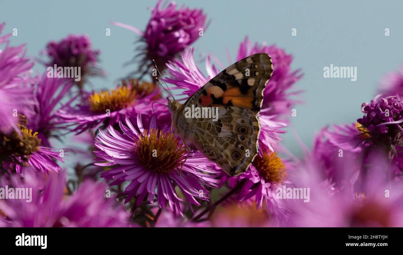 Purple flowers painted lady hi-res stock photography and images - Alamy