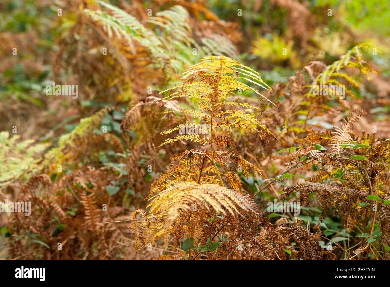 Budby south forest hi-res stock photography and images - Alamy