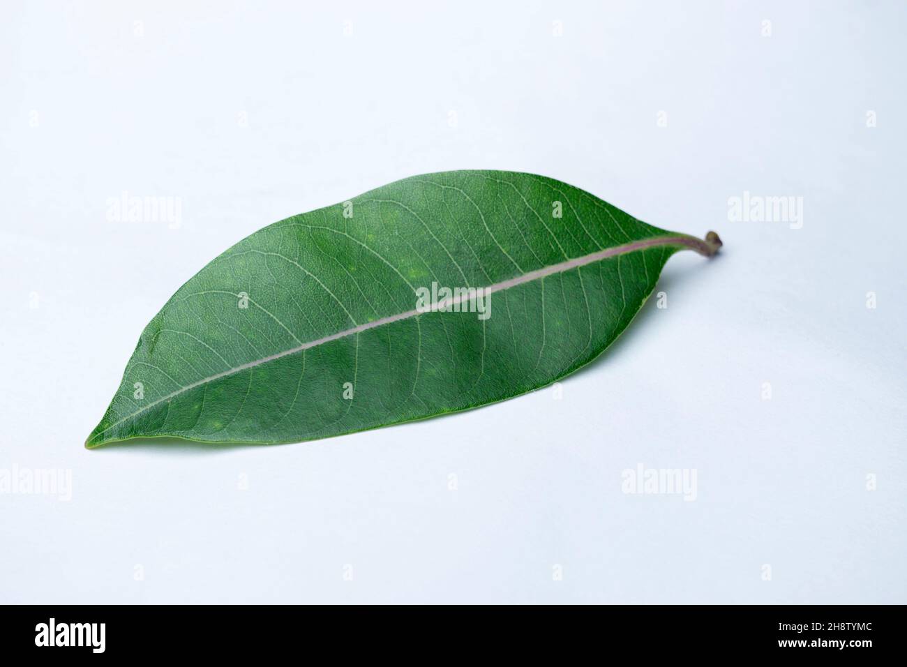 Leaf of Shyamlata tree, Cryptolepis buchananii, Chemical Components ...
