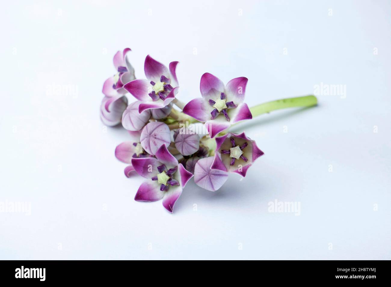 Flowers of rubber bush tree, Calotropis procera, Chemical components ...