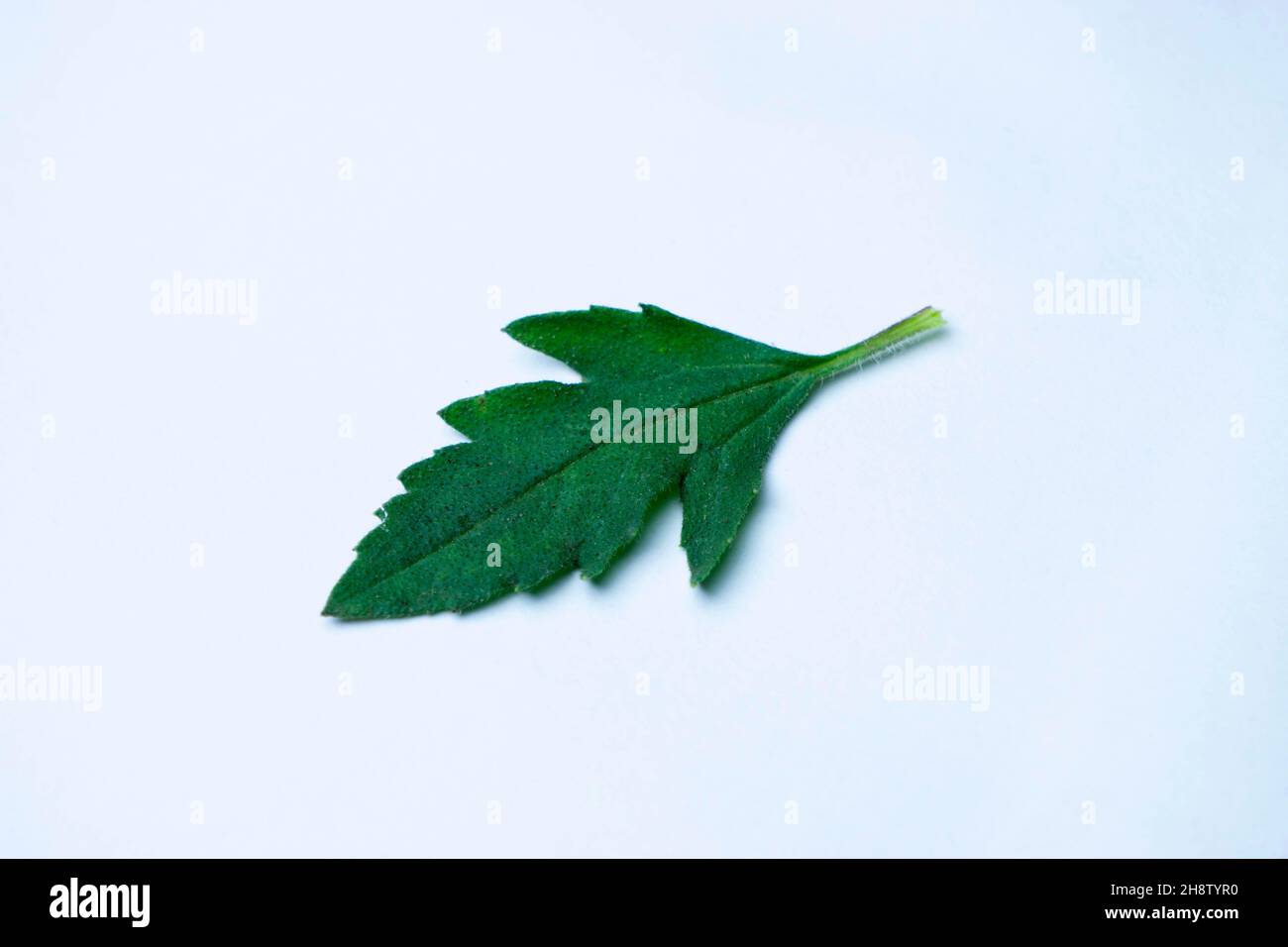 Tridax daisy leaf, Tridax procumbens, Satara, Maharashtra, India ...