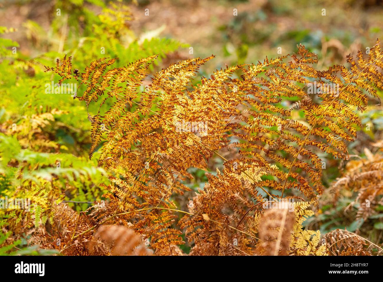 Budby south forest hi-res stock photography and images - Alamy