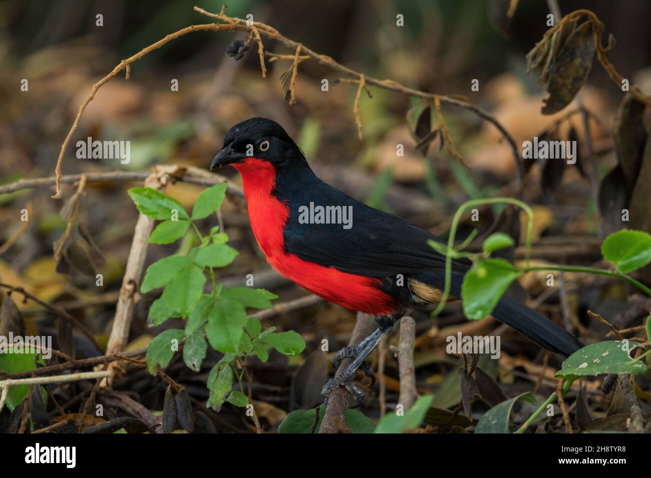 Black-headed Gonolek - Laniarius erythrogaster, beautiful perching bird ...