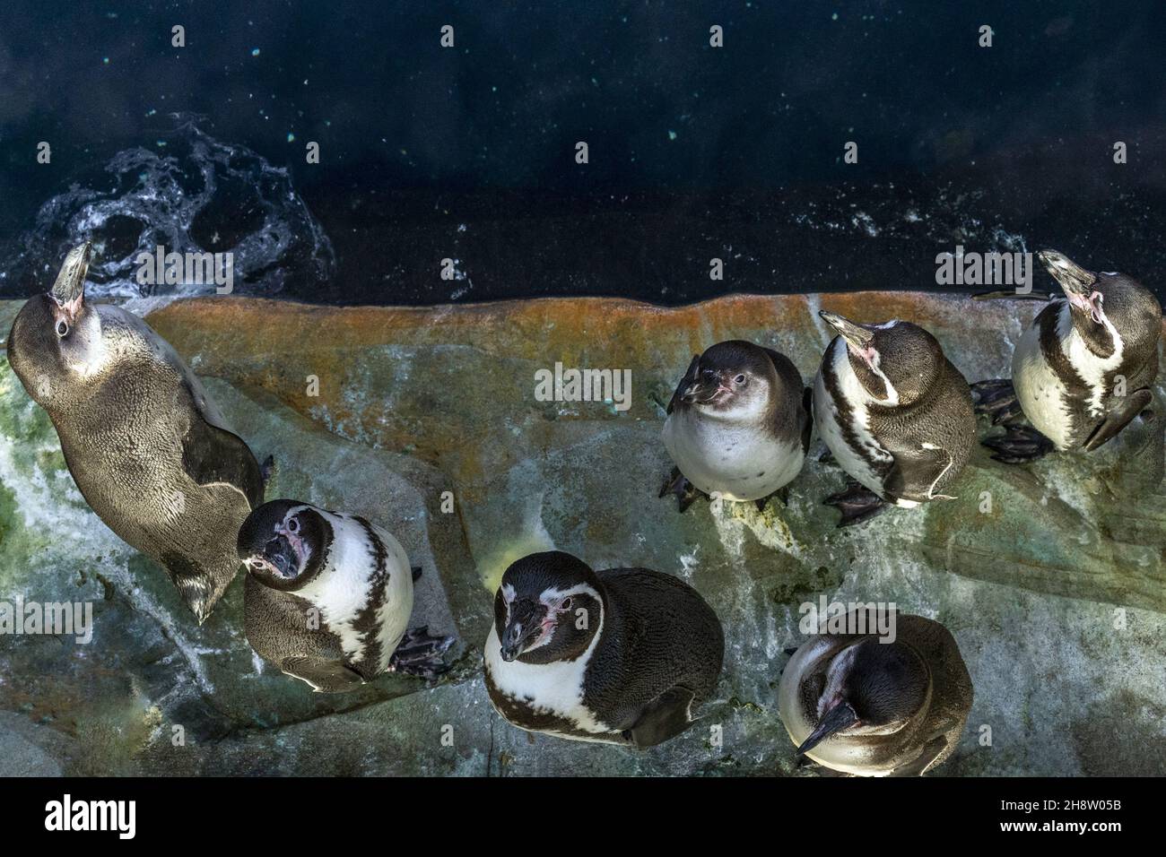 penguins close up portrait from above looking at you Stock Photo - Alamy
