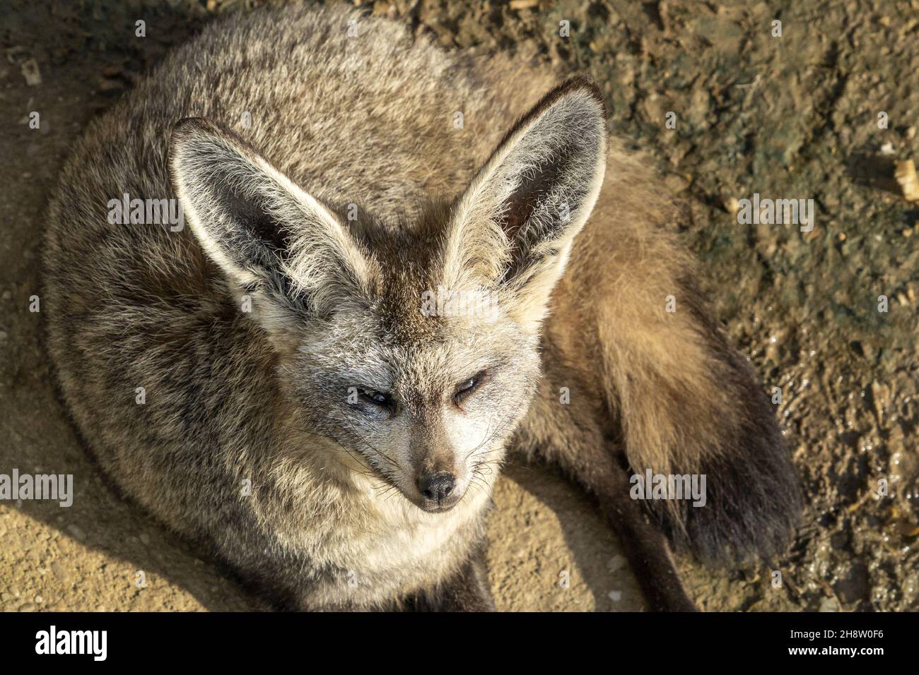 Bat portrait not fox hi-res stock photography and images - Alamy