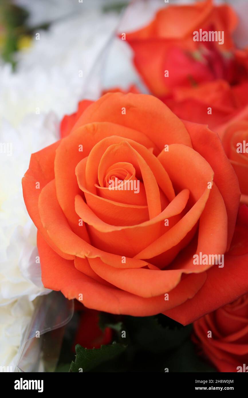 Beautiful colorful orange roses and flowers in full bloom Stock Photo ...