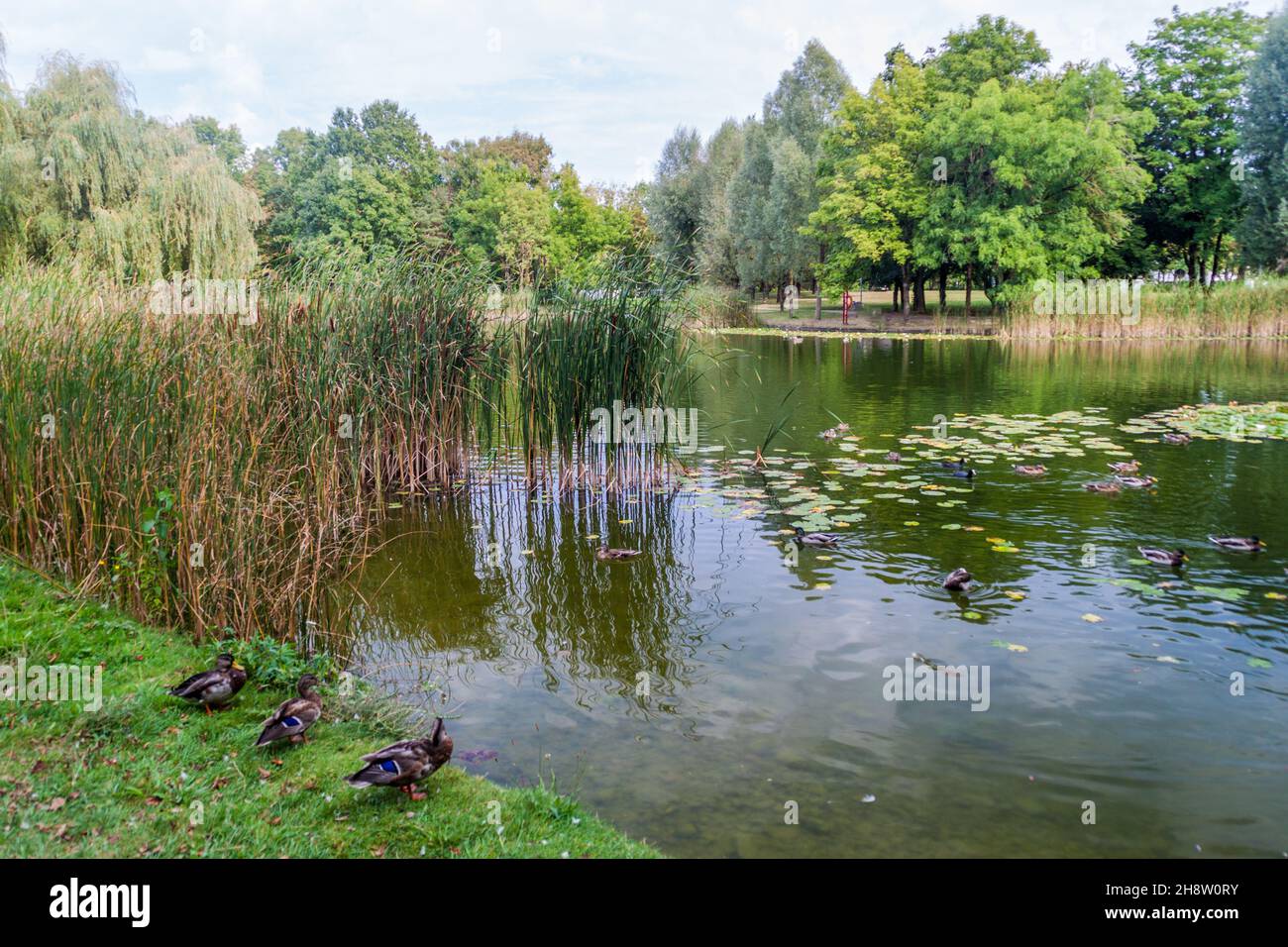 Stadtwald forest hi-res stock photography and images - Alamy