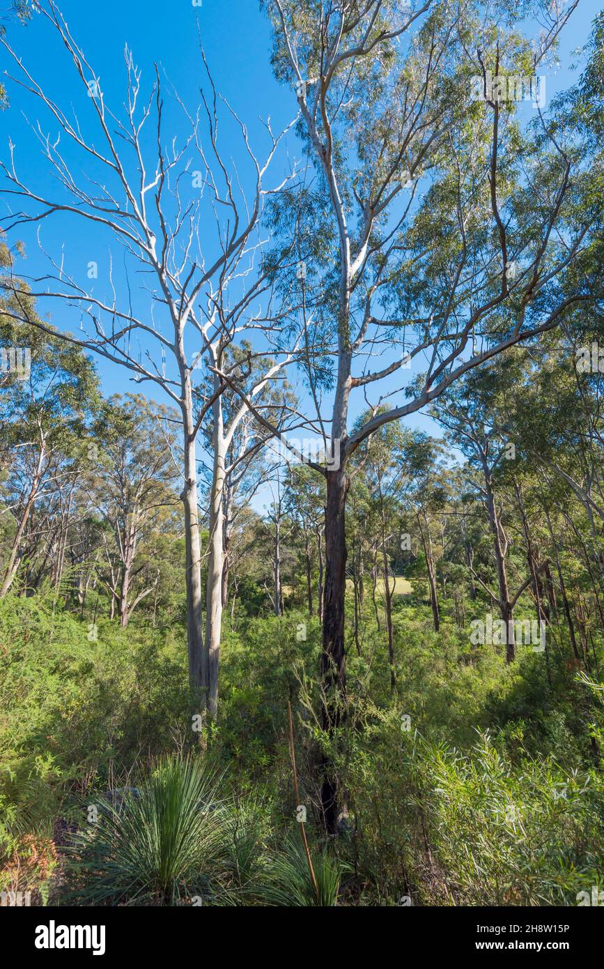 Acacia linifolia hi-res stock photography and images - Alamy