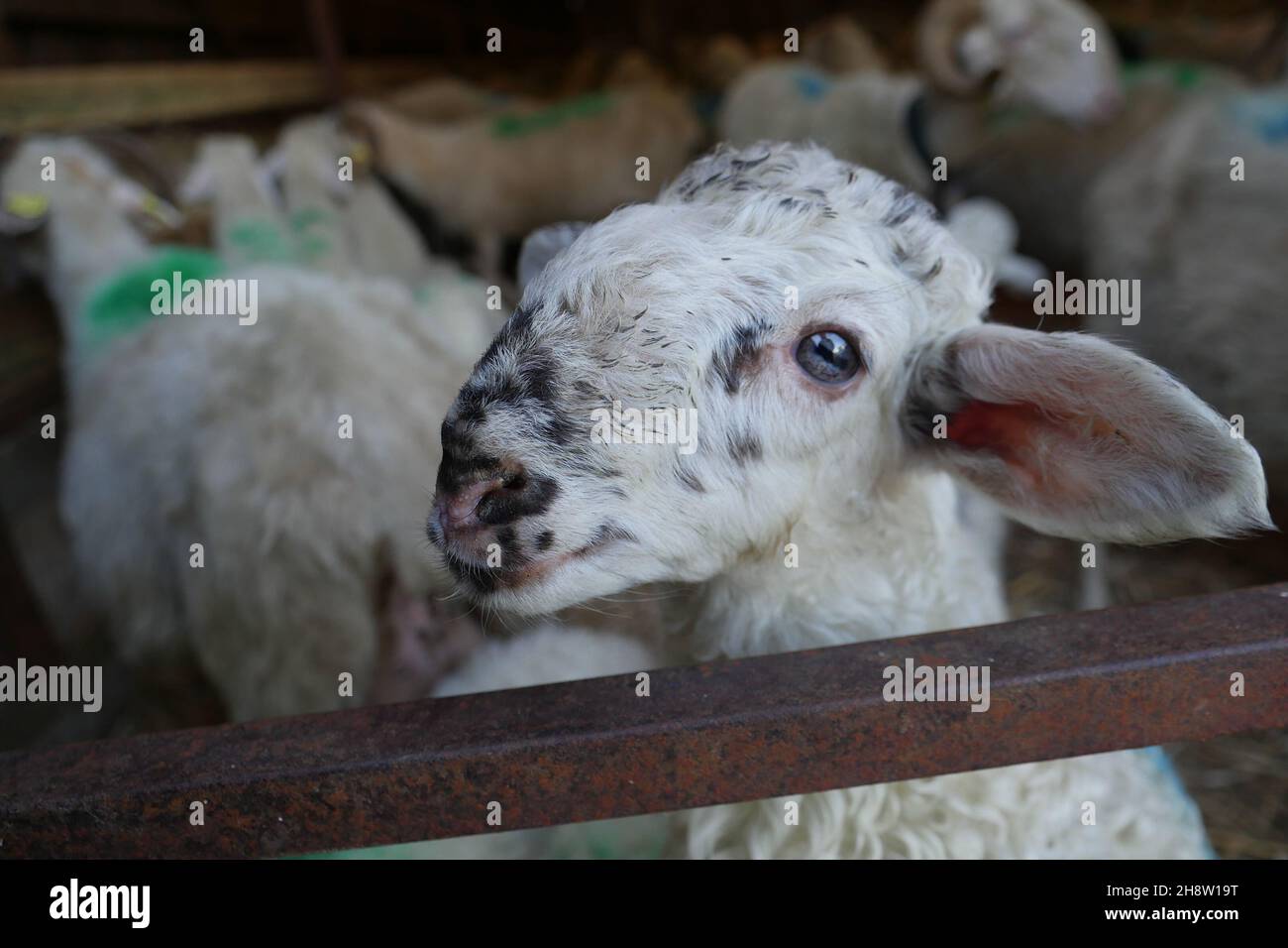 Close up sheep among the flock in sheepfold Stock Photo - Alamy