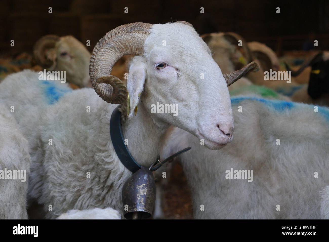 Close up sheep among the flock in sheepfold Stock Photo - Alamy