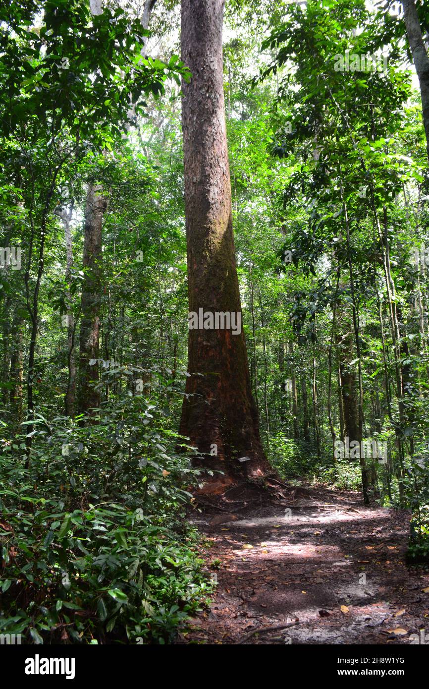 Trees in Gabon Forest, Africa Stock Photo - Alamy