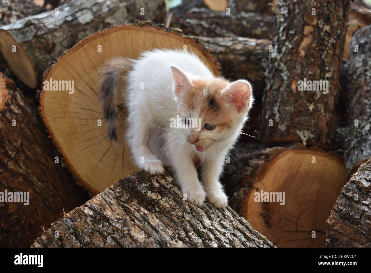 White and red kitten arching its back and hissing Stock Photo - Alamy
