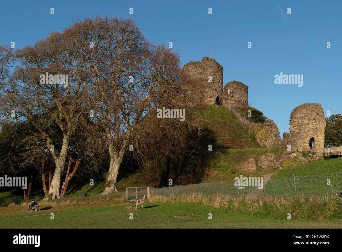 Ancient tree in launceston hi-res stock photography and images - Alamy